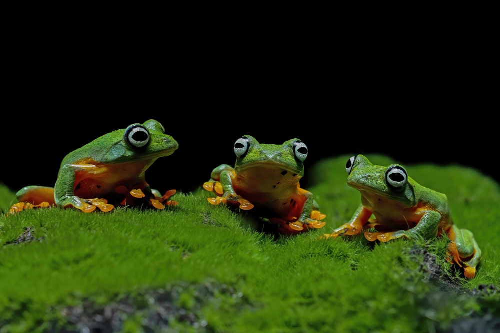 2025’s Ultimate Guide: The World’s 15 Smallest Animals—From Tiny ...